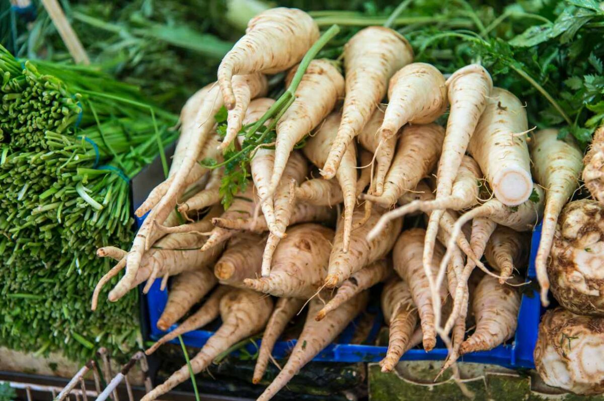 Hvordan dyrke persillerot i Norge?