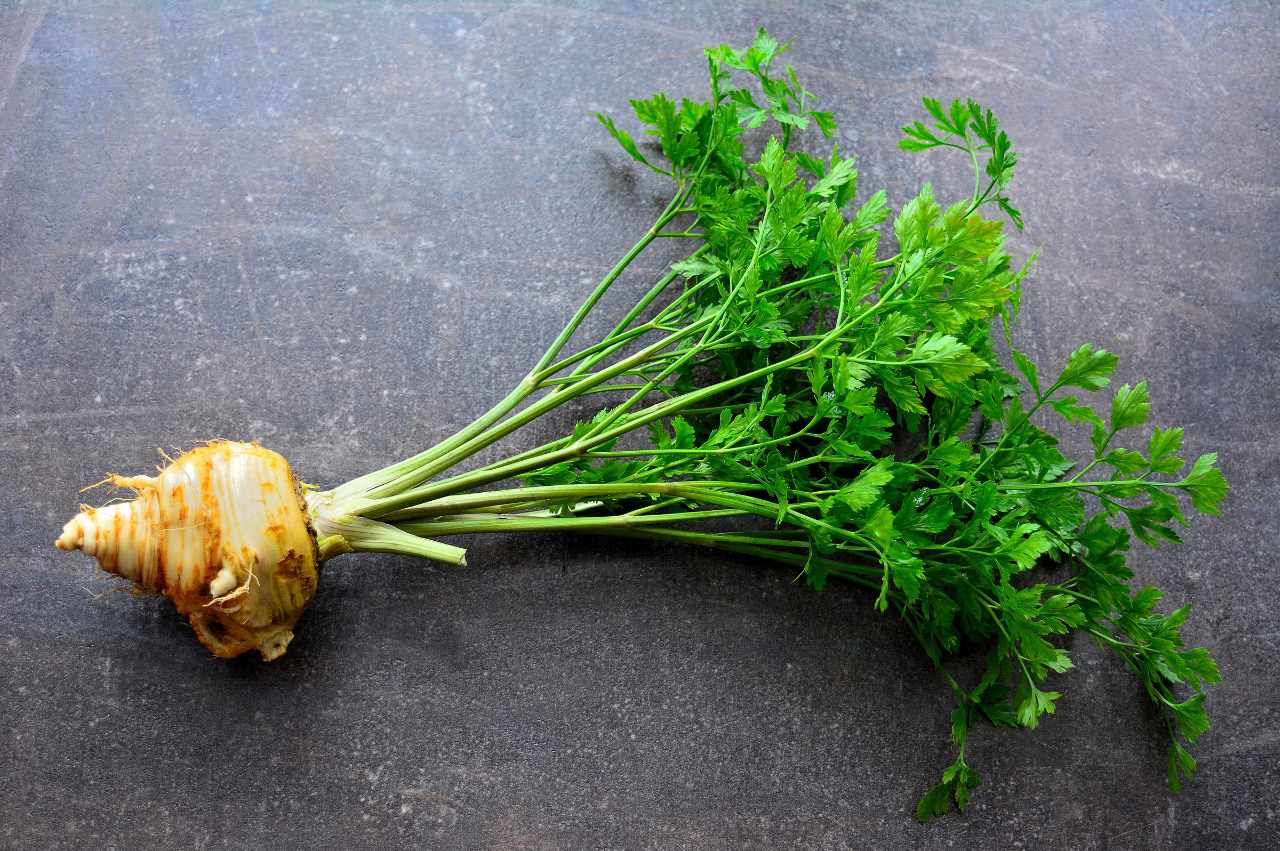 Hvordan dyrke persillerot i Norge?