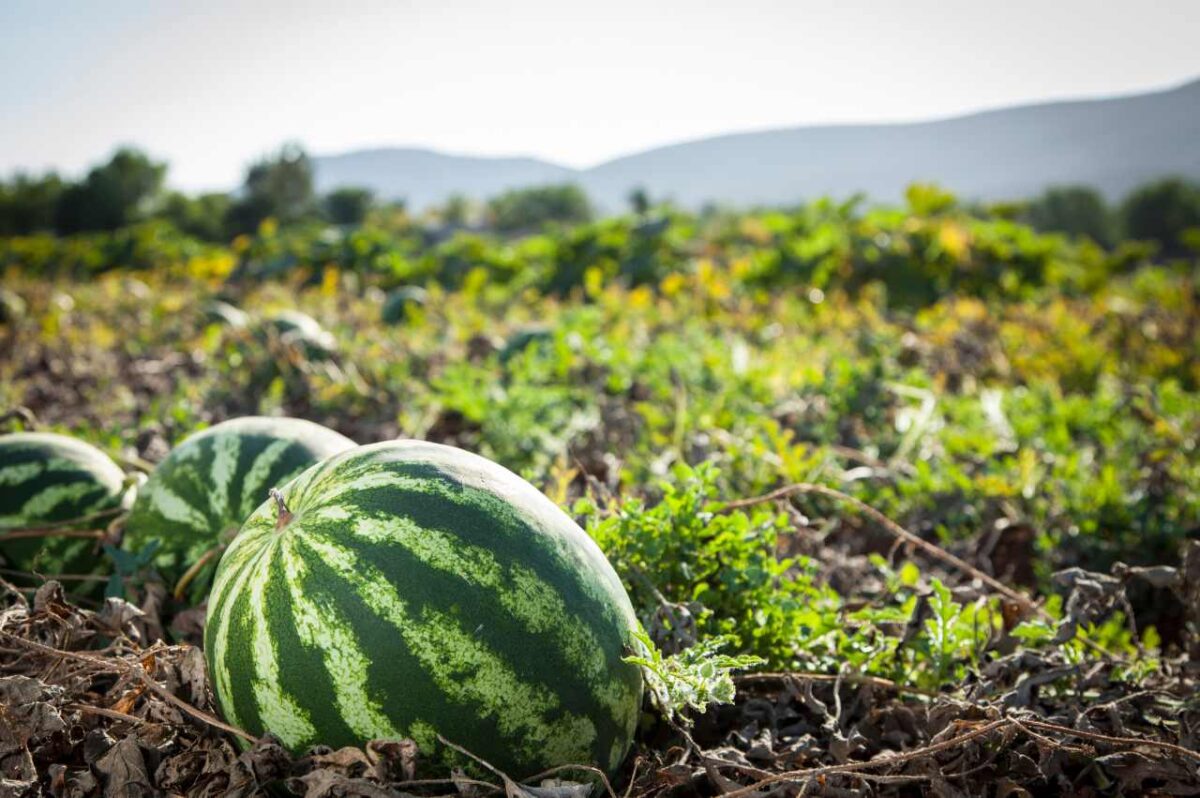 Hvordan dyrke vannmelon?