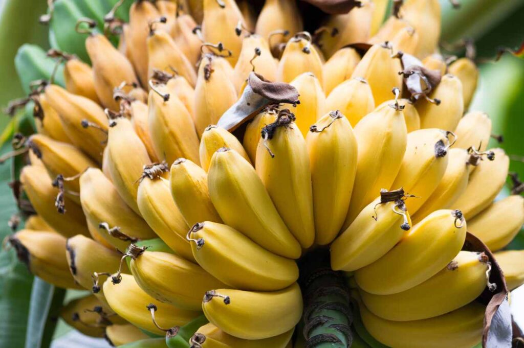 Hvordan dyrke bananer i Norge: Er det mulig?