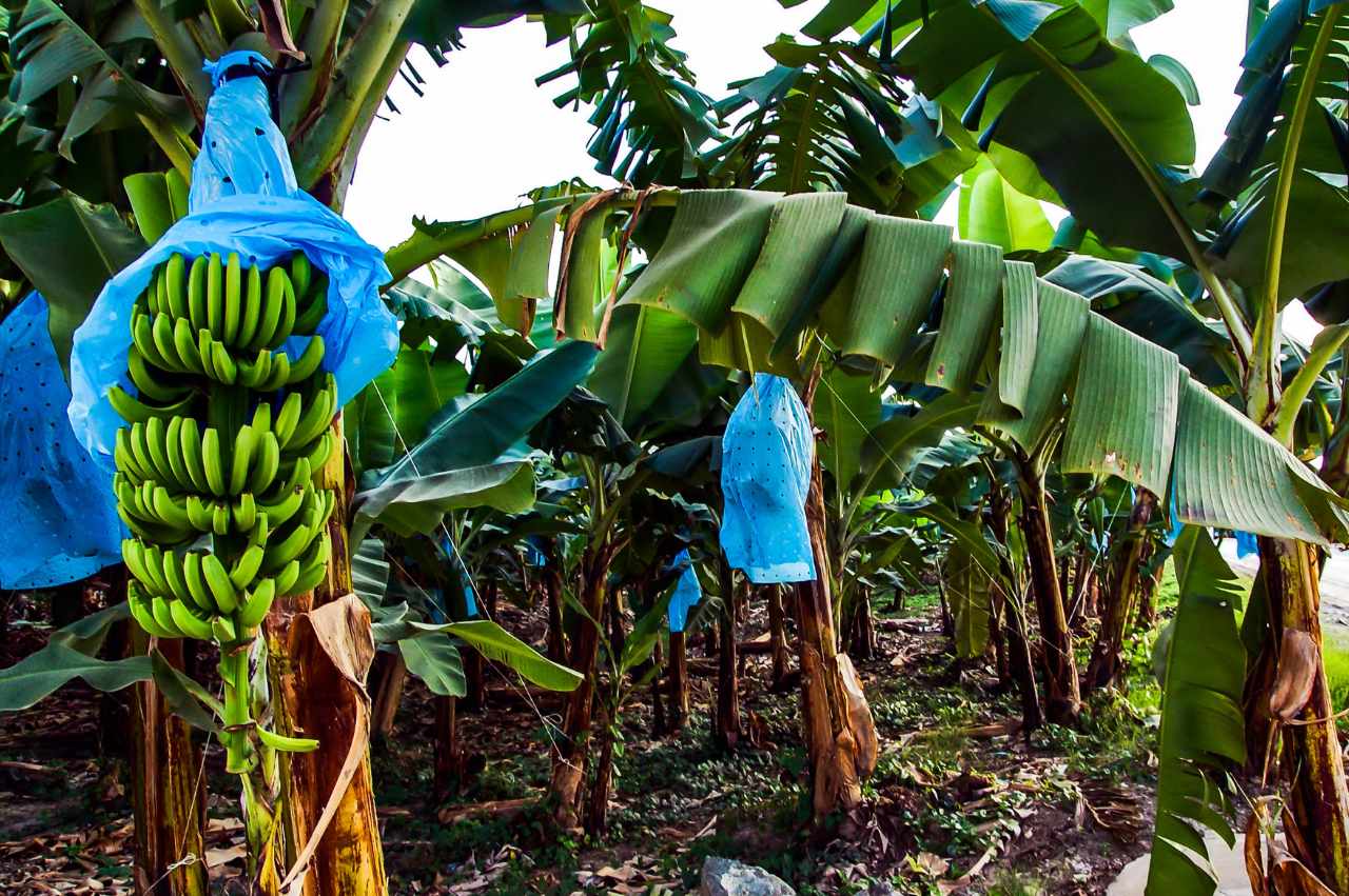 Hvordan dyrke bananer i Norge: Er det mulig?