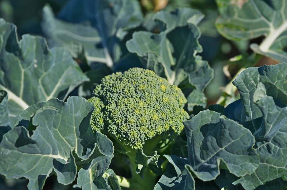 Hvordan dyrke brokkolini: Alt du trenger å vite for å lykkes