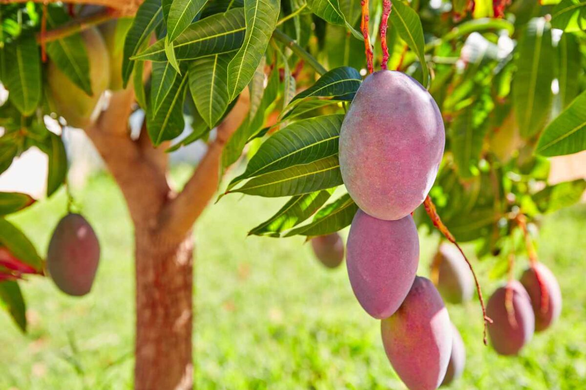 Hvordan plante mangotre: Slik kan du dyrke mango