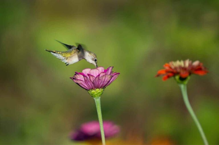 Hvordan få småfugler i hagen?