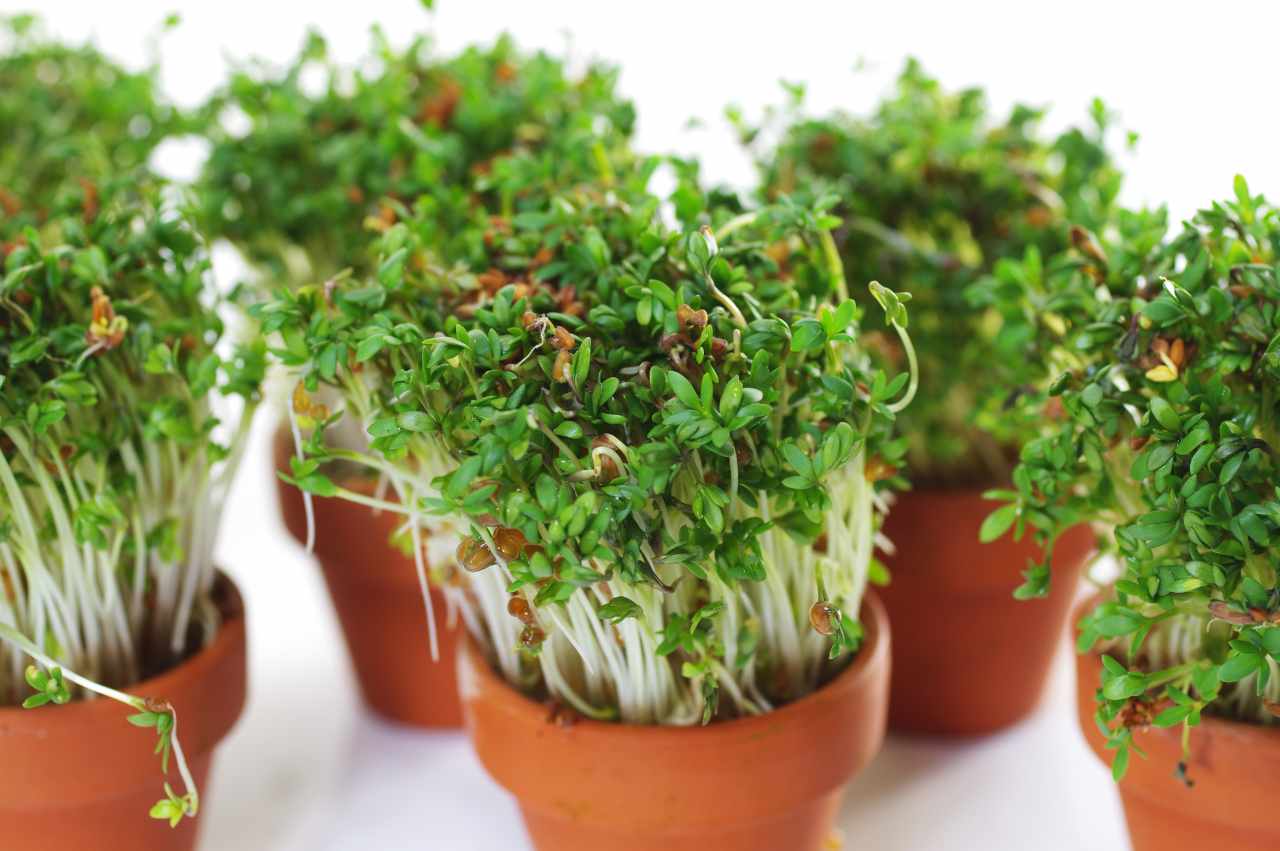 Hvordan plante karse?