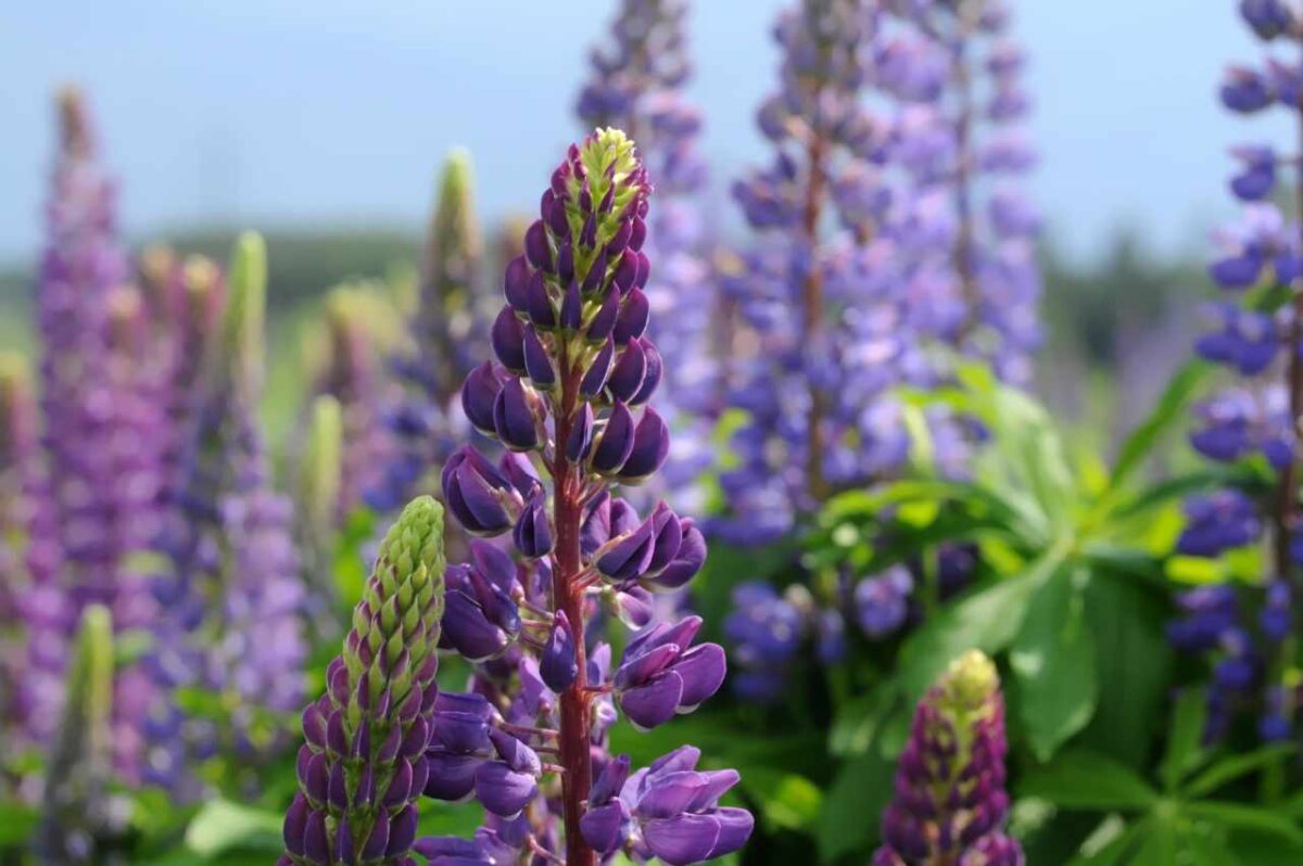 Hvordan plante lupiner?