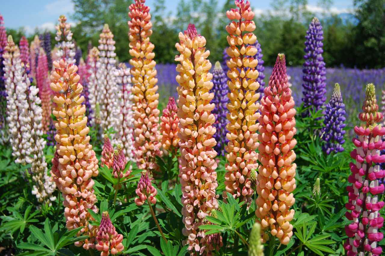 Hvordan plante lupiner?