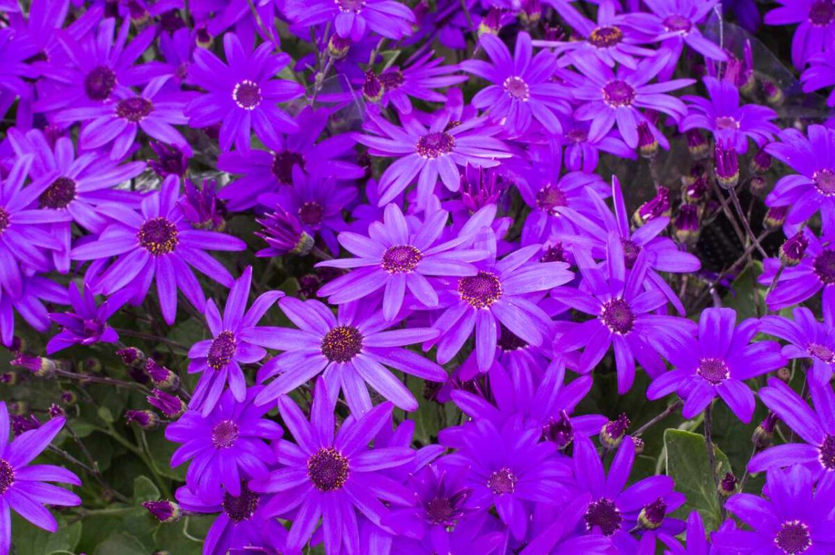 Spanske margeritter: Planting, vanning og stell