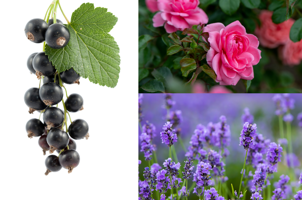 Busker som tåler mye sol