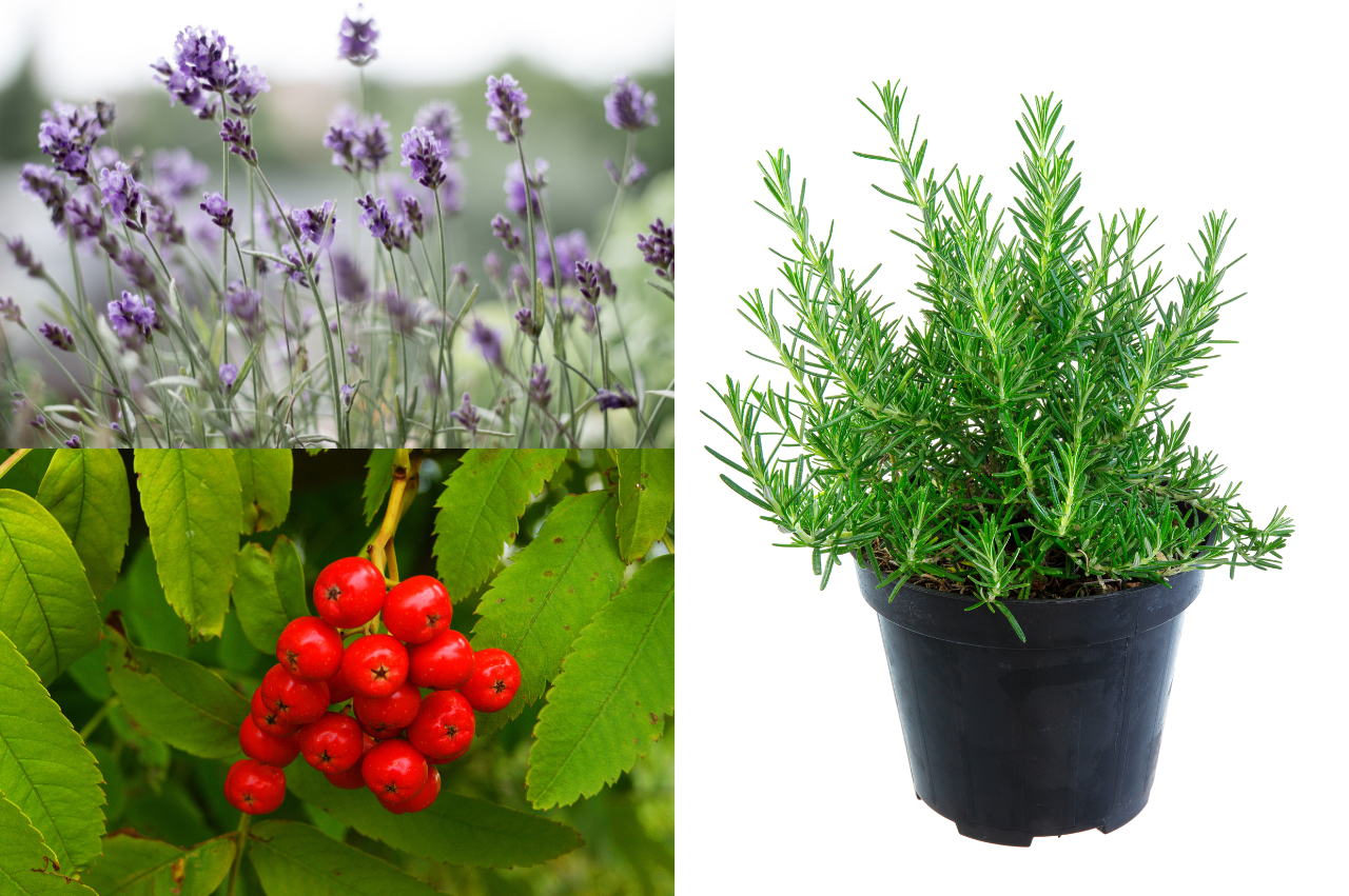 Busker som tåler tørke