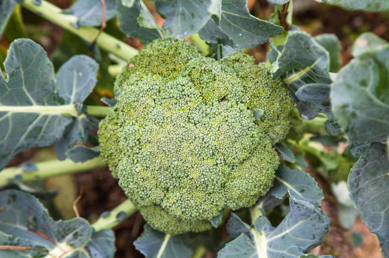 Hvordan dyrke brokkolini: Alt du trenger å vite for å lykkes