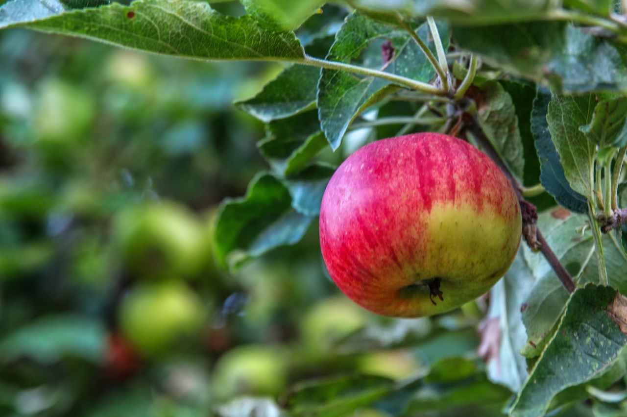 Hvordan dyrke epler: Alt om å plante epletre og høste epler