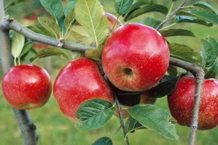 Hvordan dyrke epler: Alt om å plante epletre og høste epler