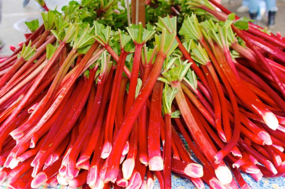 Hvordan dyrke rabarbra: Tips for planting og gjødsling