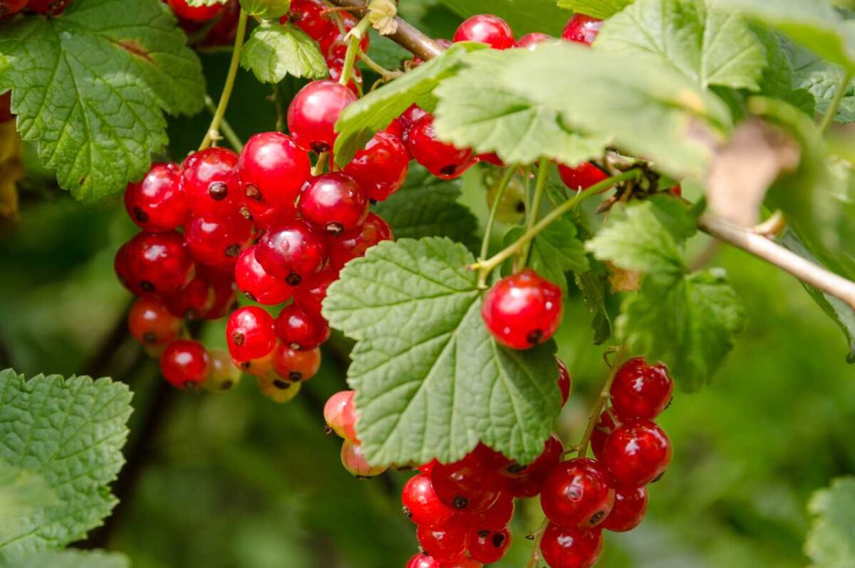 Ripsbærbusk: Planting, plassering, gjødesel, stell og sykdom