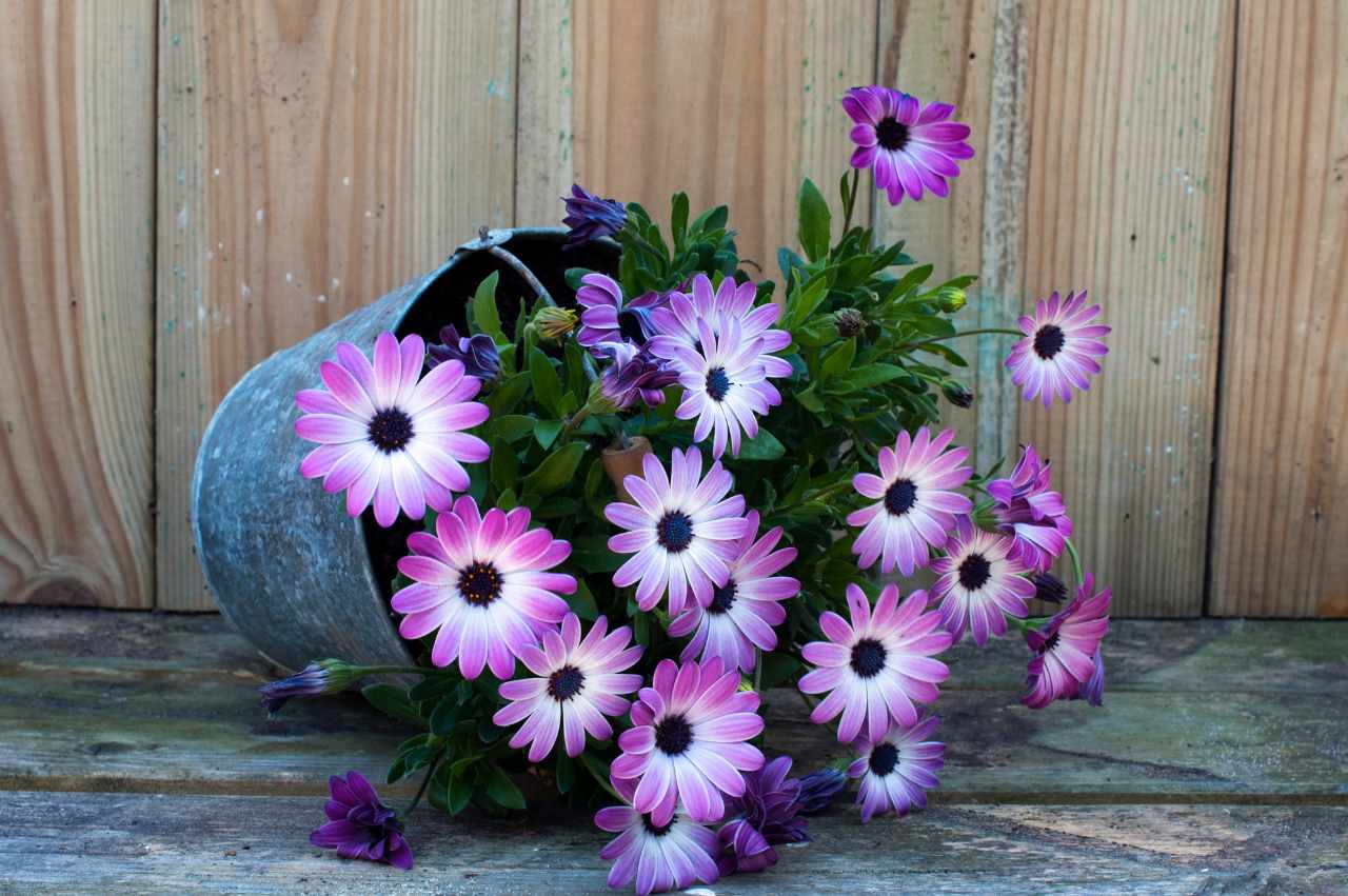 Spanske margeritter: Planting, vanning og stell