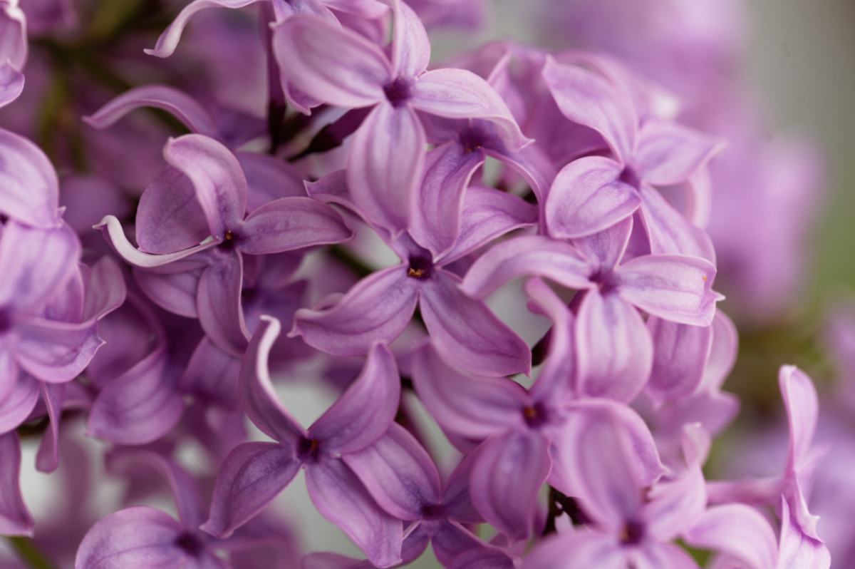 Syrin - Stell, beskjæring og blomstring
