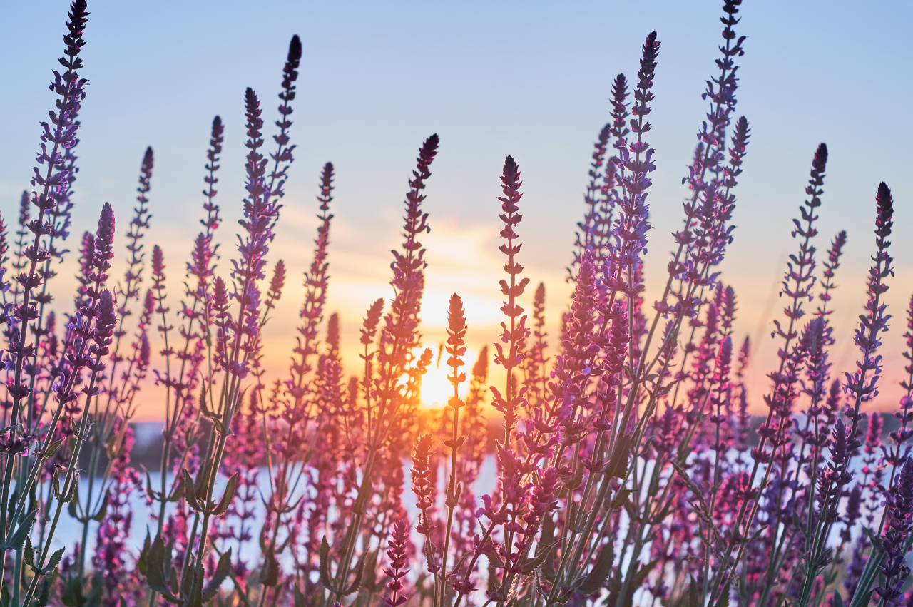 Busker som tåler mye sol