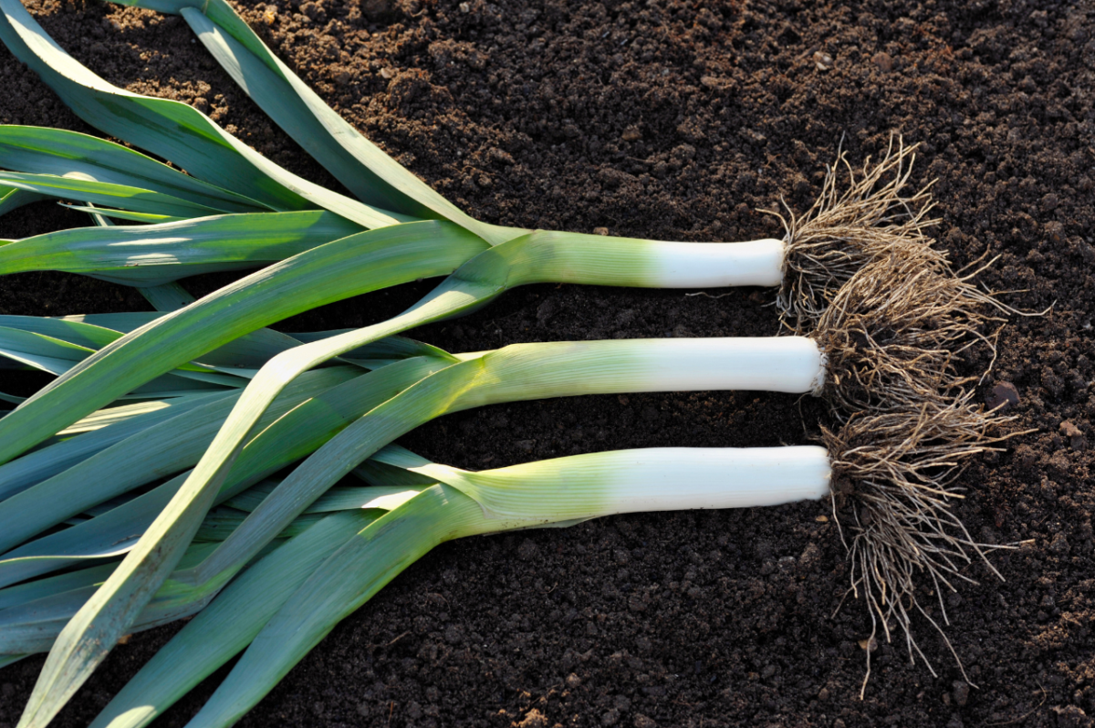 Hvordan plante purre (På 1-2-3!)