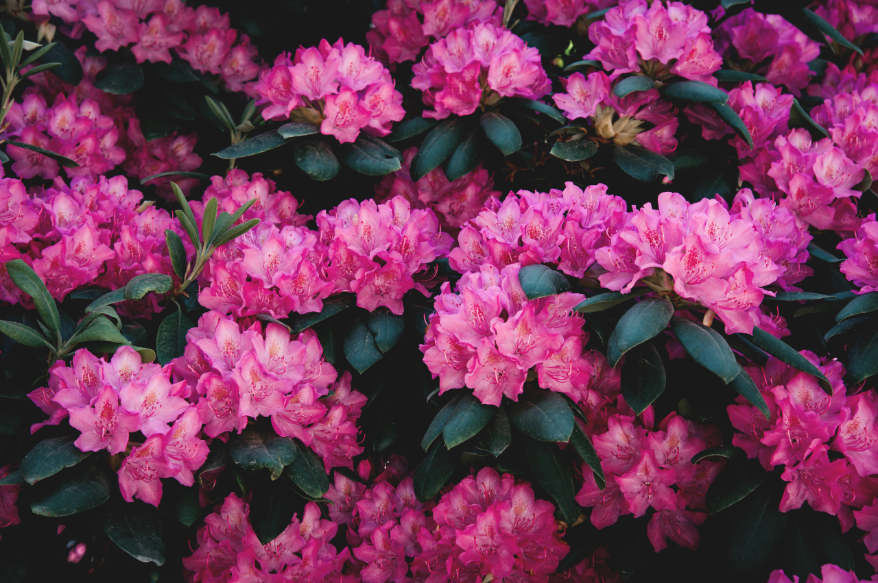 Rododendron - Stell, beskjæring og blomstring