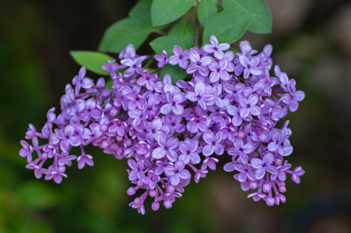 Syrin - Stell, beskjæring og blomstring