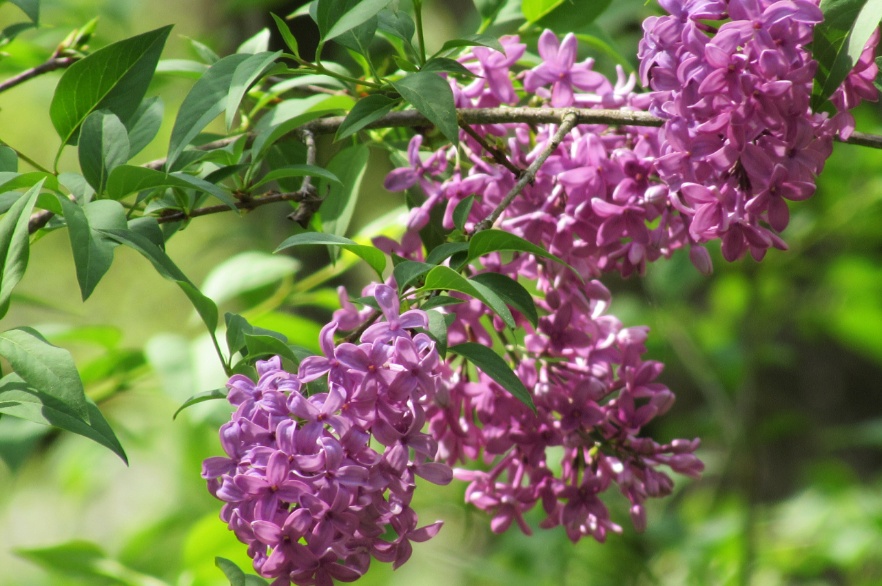 Syrin - Stell, beskjæring og blomstring